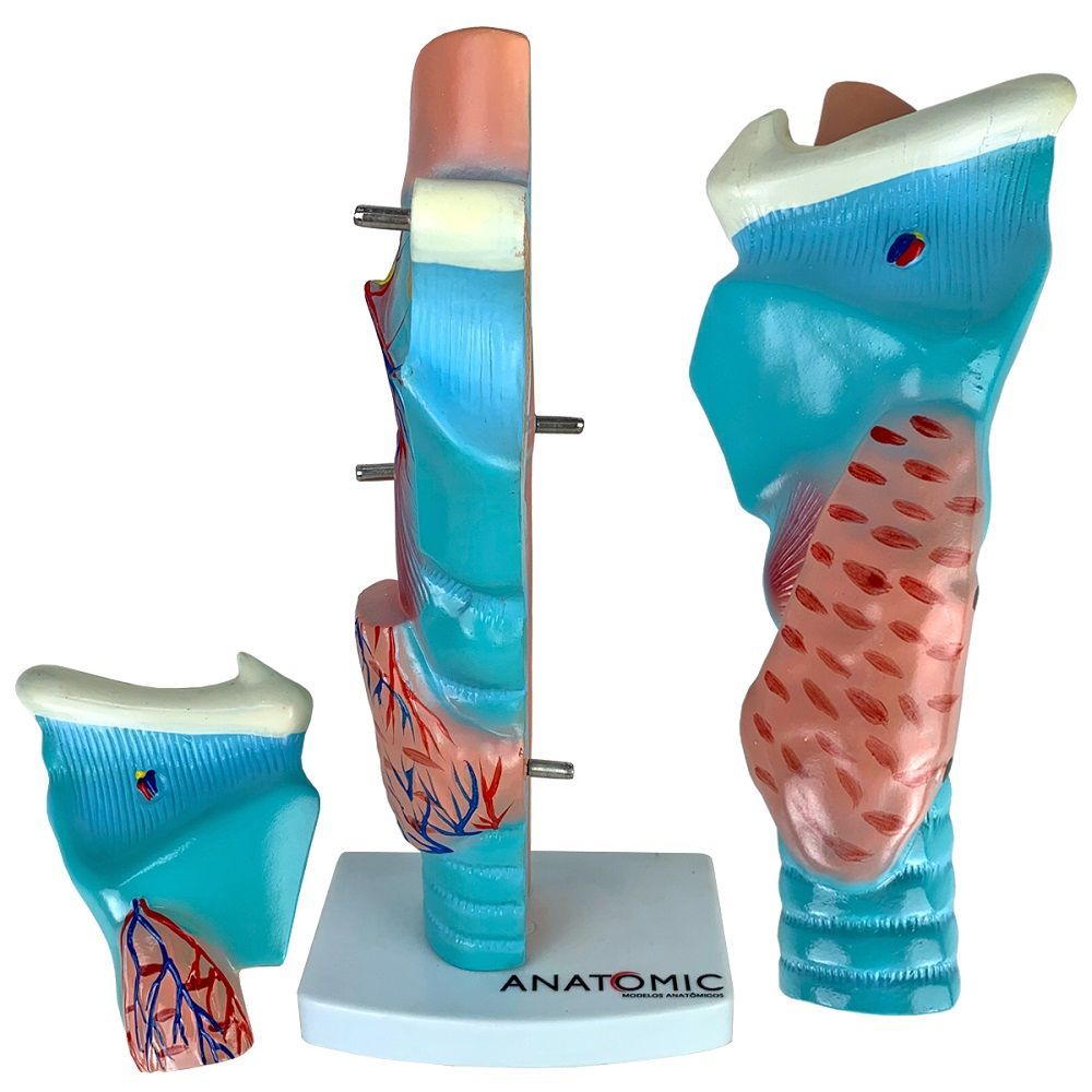 Laringe Ampliada Em 3 Partes Modelo Anatomia - WebContinental