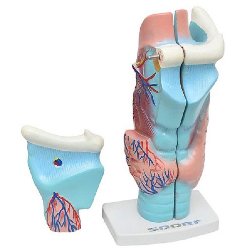 Garganta Ampliada em 3 Partes Anatomia - WebContinental