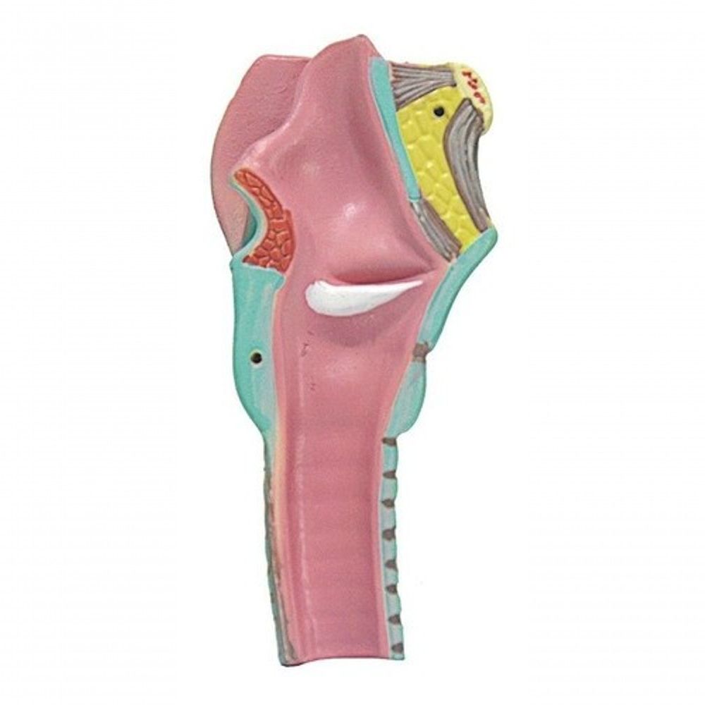 Laringe Com Língua E Dentes Em 5 Pts Modelo Anatomia - WebContinental